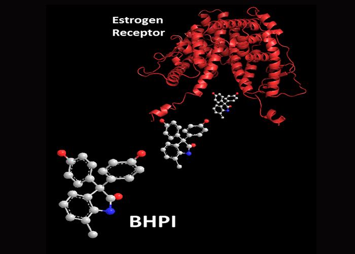 BHPI and Estrogen Receptor [IMAGE] | EurekAlert! Science News Releases