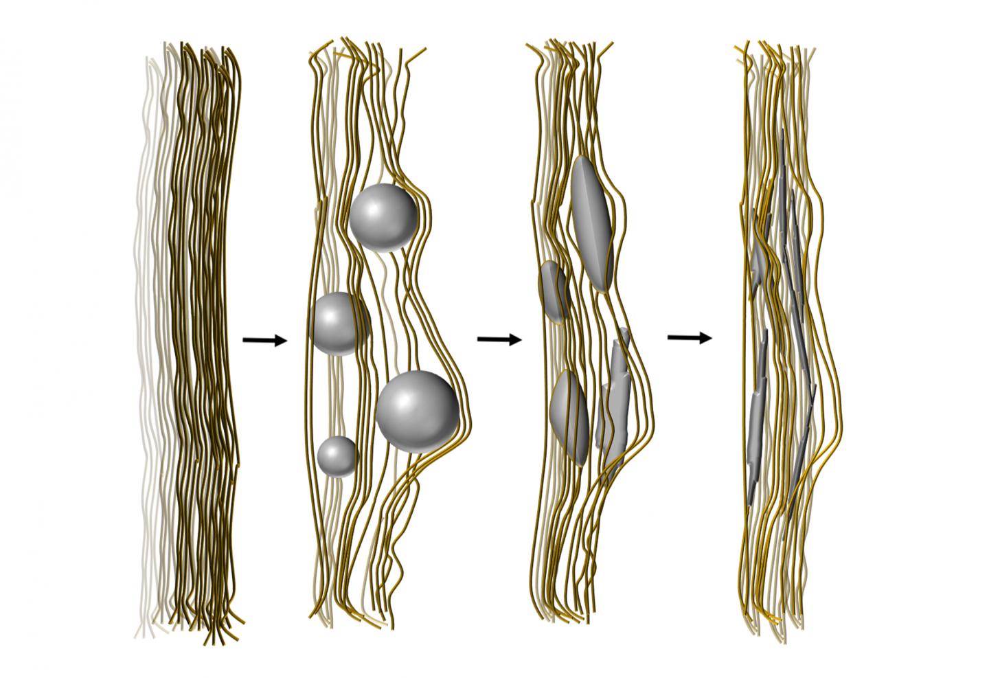 Skeletal imitation reveals how bones grow ato | EurekAlert!