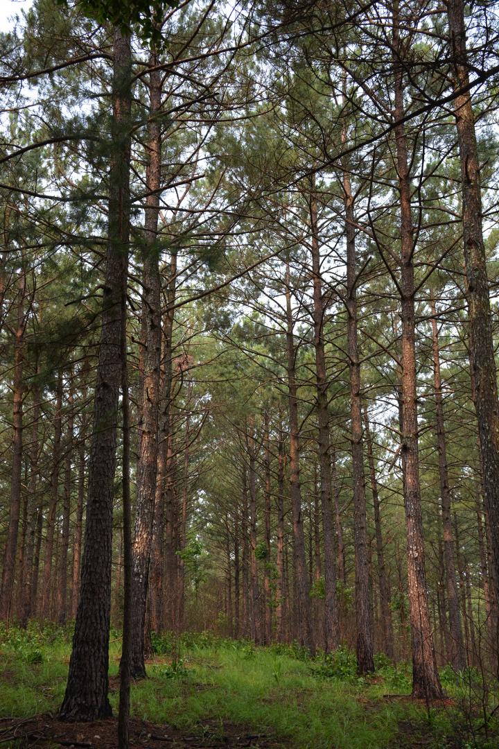 Healthy Pine Stand [IMAGE] | EurekAlert! Science News Releases