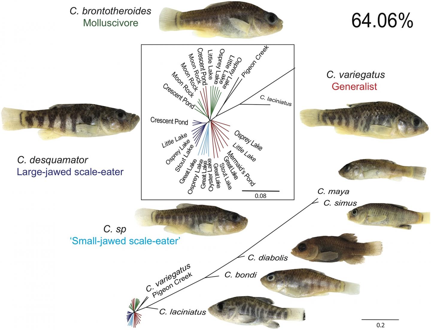 San Salvador pupfish acquired genetic variati | EurekAlert!