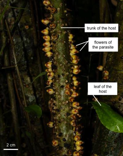 Putting the endoparasitic plants Apodanthacea | EurekAlert!