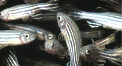 Zebrafish ( Danio rerio ) [IMAGE] | EurekAlert! Science News Releases