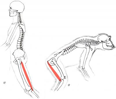 Evolution of human locomotion | EurekAlert!