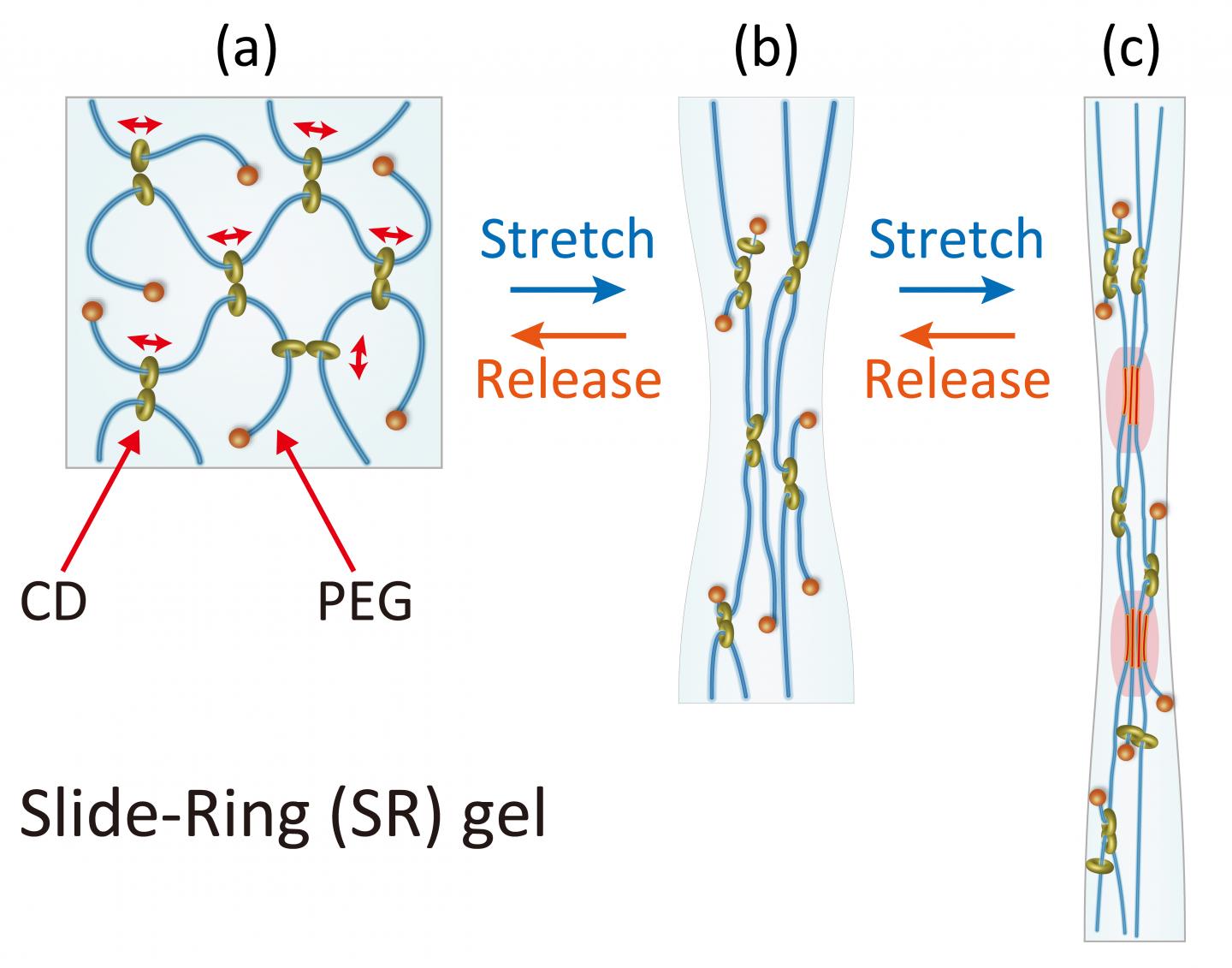 Self-Reinforced Gel [IMAGE] | EurekAlert! Science News Releases