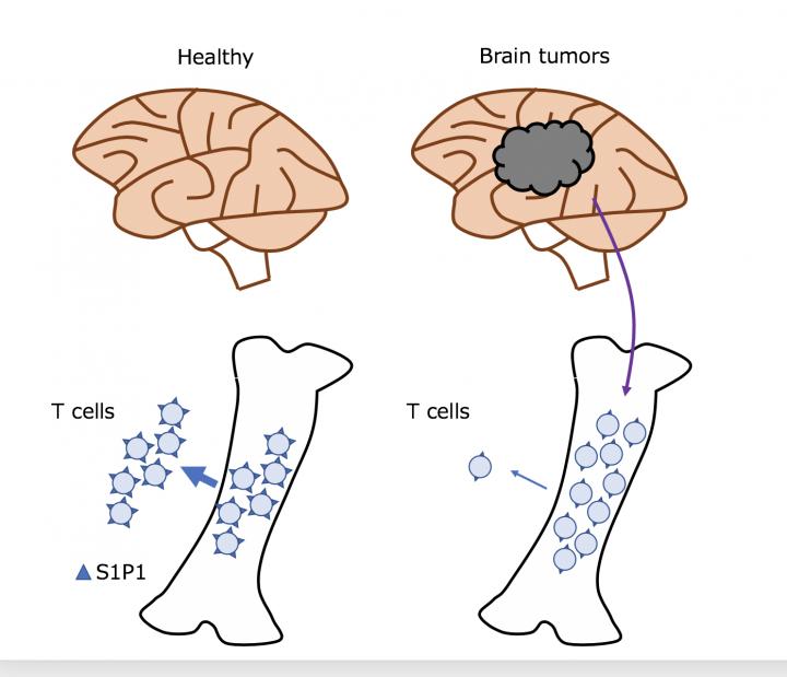 Figure The Level of the T-Cell [IMAGE] | EurekAlert! Science News Releases
