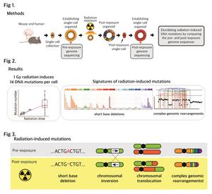 Genome sequencing unveils mutational impacts | EurekAlert!