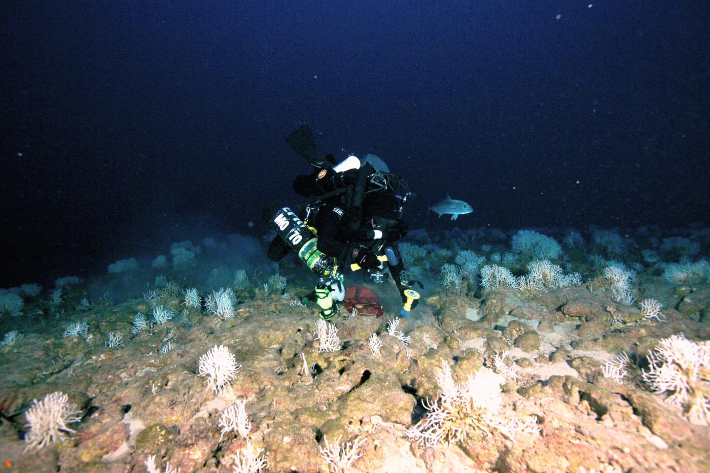 Diving for Samples [IMAGE] | EurekAlert! Science News Releases