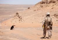 Improving dogs' ability to detect explosives | EurekAlert!