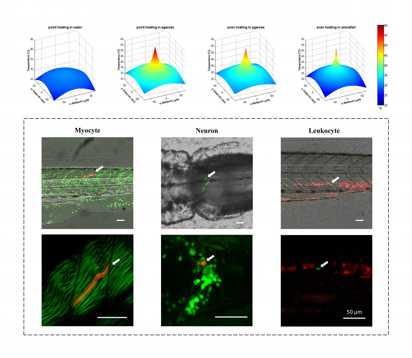 3D Temperature Measurement [IMAGE] | EurekAlert! Science News Releases