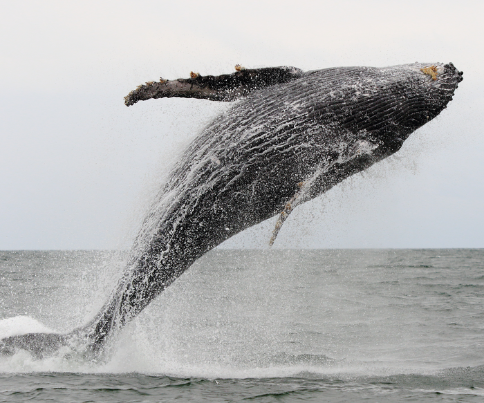 Gabonese waters are home to ri [IMAGE] | EurekAlert! Science News Releases