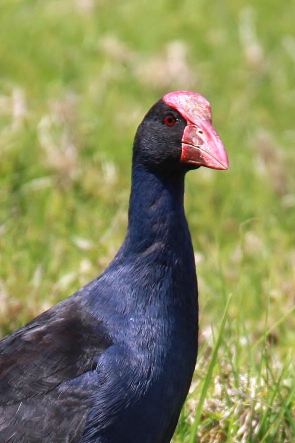 Pukeko [IMAGE] | EurekAlert! Science News Releases