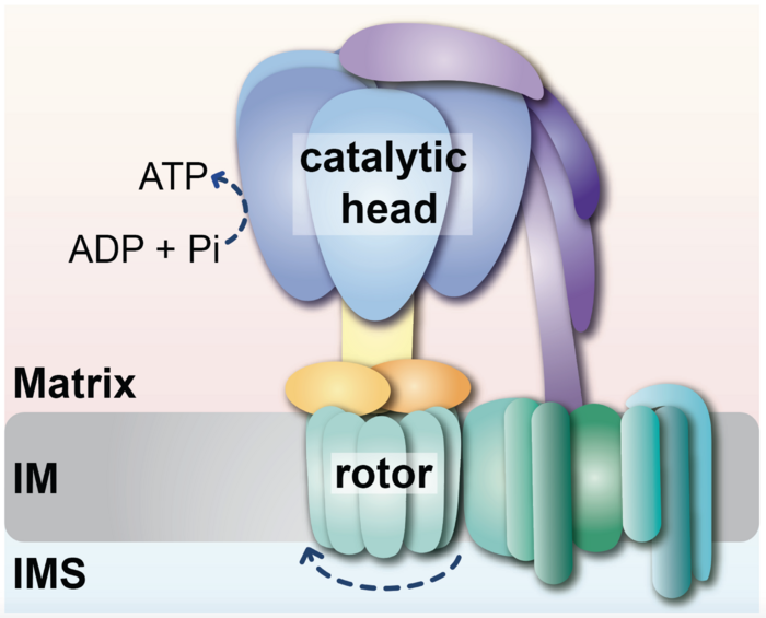 New insights into the formation of ATP syntha | EurekAlert!
