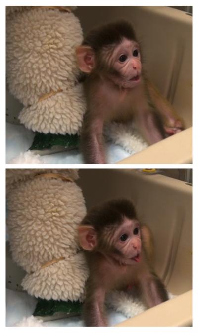 Rhesus Monkey Gesturing [IMAGE] | EurekAlert! Science News Releases