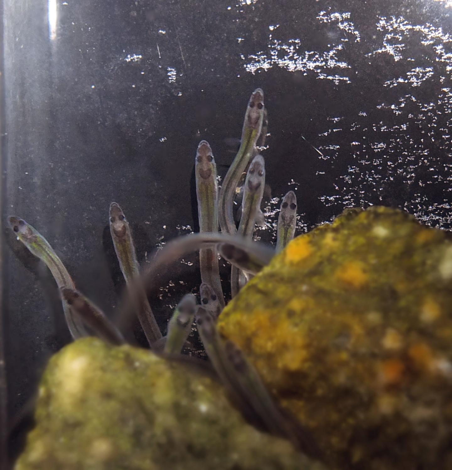Internal Compass Guides Glass Eels As They Sw | EurekAlert!