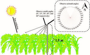 Enhancing crop productivity analysis: a novel | EurekAlert!