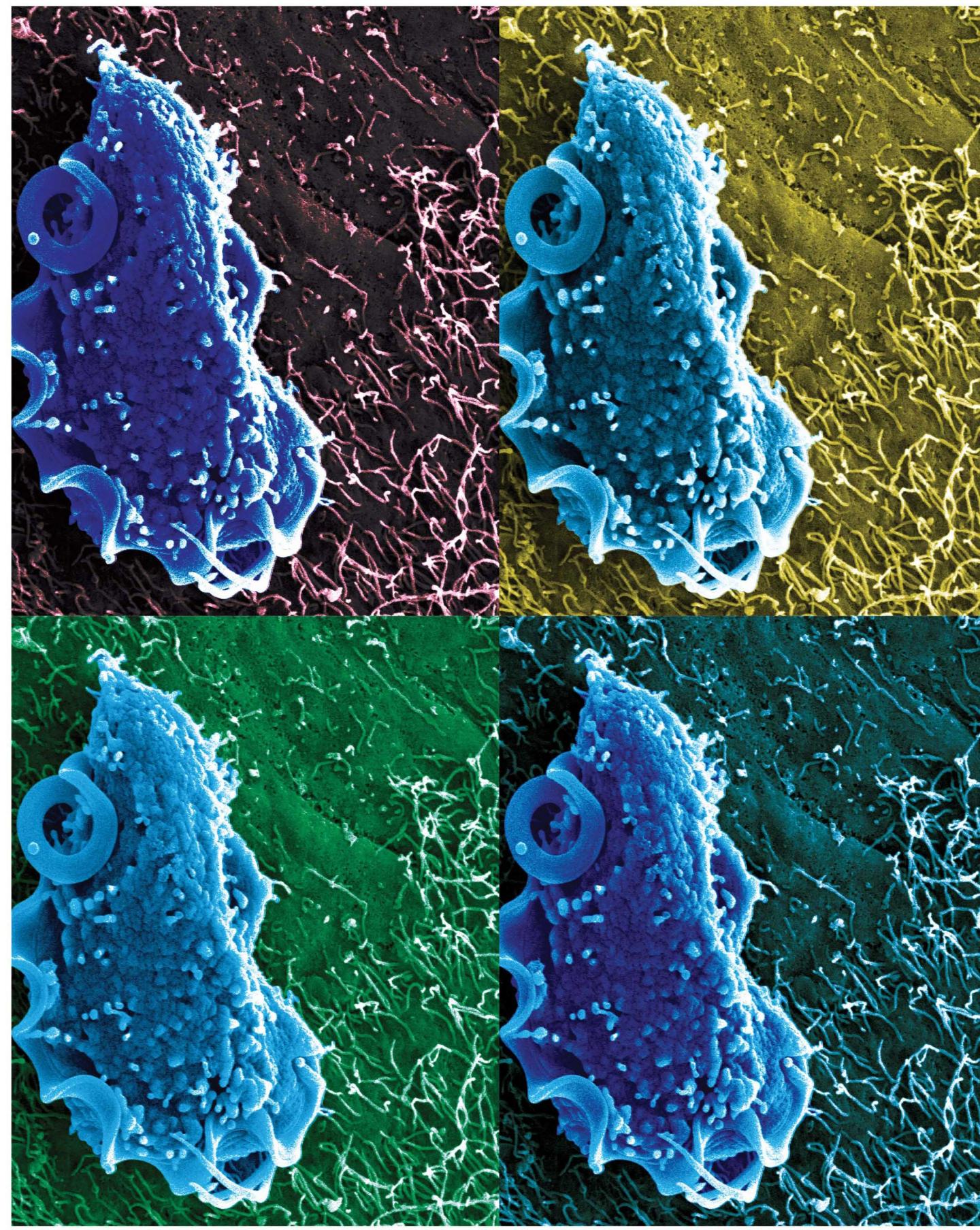 Newly discovered gut organism protects mice f | EurekAlert!