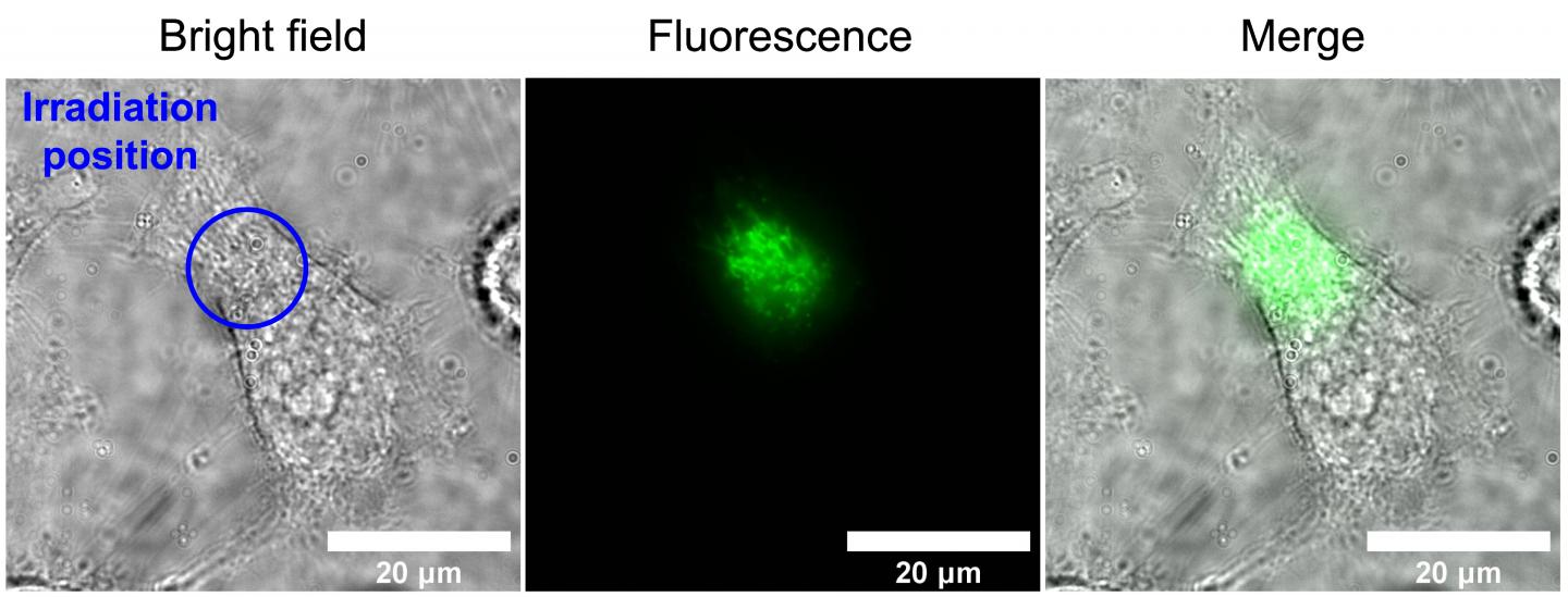 Autofluorescence of flavin mol [IMAGE] | EurekAlert! Science News Releases