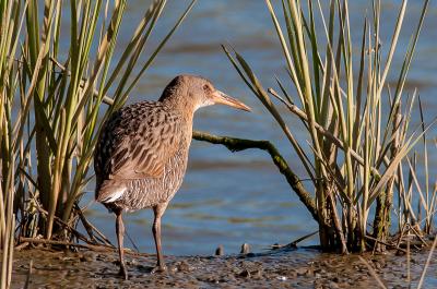 California Clapper Rail [IMAGE] | EurekAlert! Science News Releases