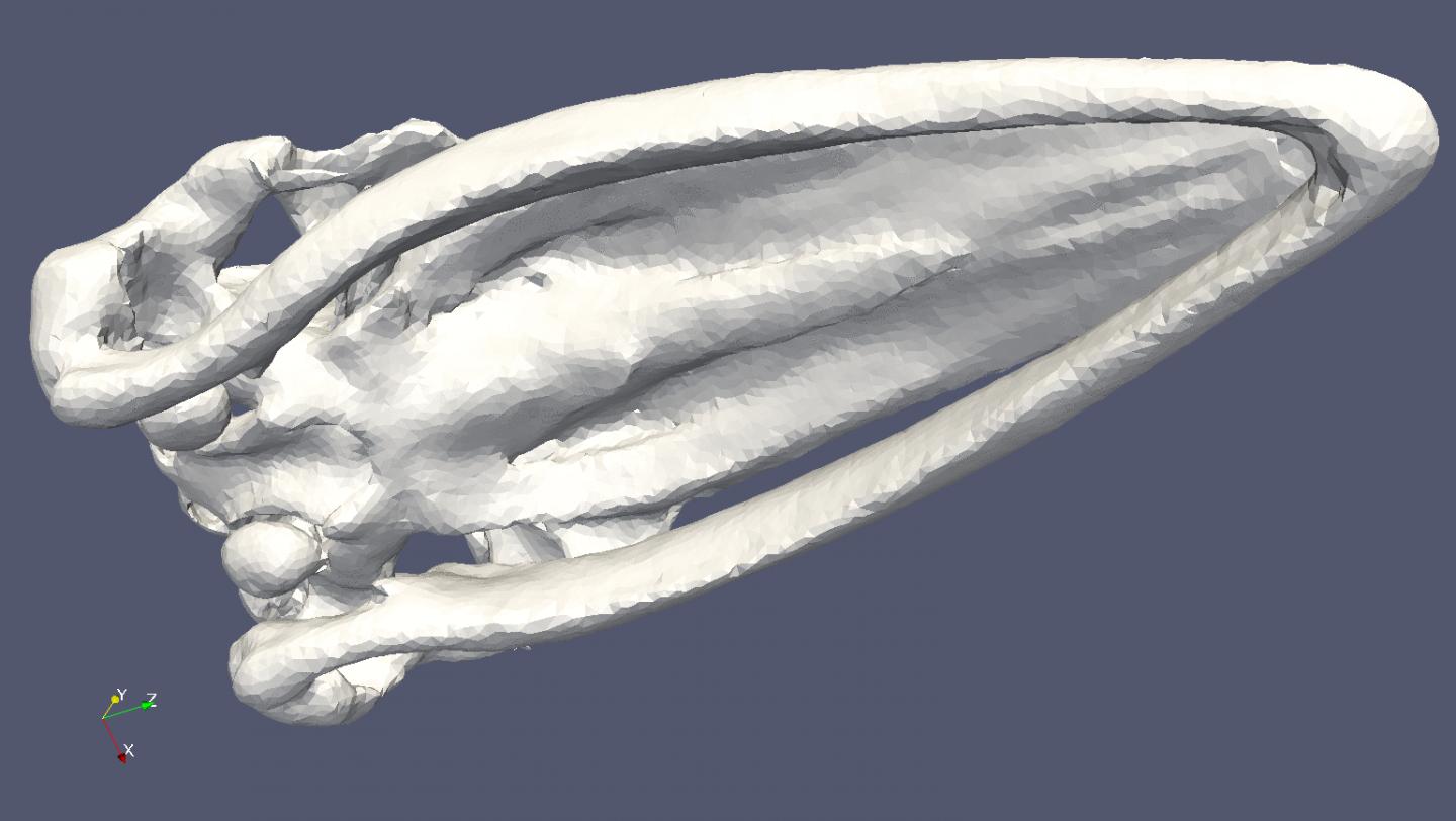 Fin Whale Skull Simulation [IMAGE] | EurekAlert! Science News Releases