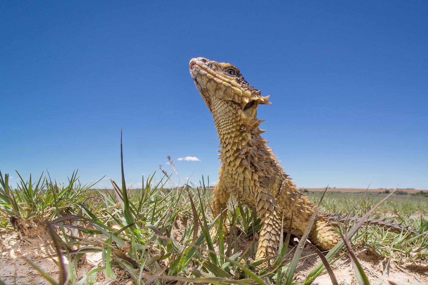 Popular sungazer lizards under threat from po | EurekAlert!