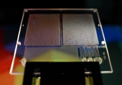 Microfluidic System Capable of [IMAGE] | EurekAlert! Science News Releases
