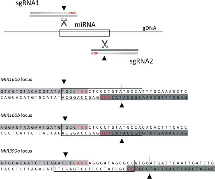 Revolutionizing plant biotechnology: CRISPR/C | EurekAlert!
