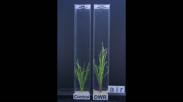 Genetic Adaptation Allows Rice to Survive Lon | EurekAlert!