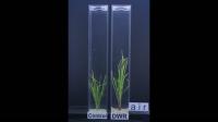 Genetic Adaptation Allows Rice to Survive Lon | EurekAlert!