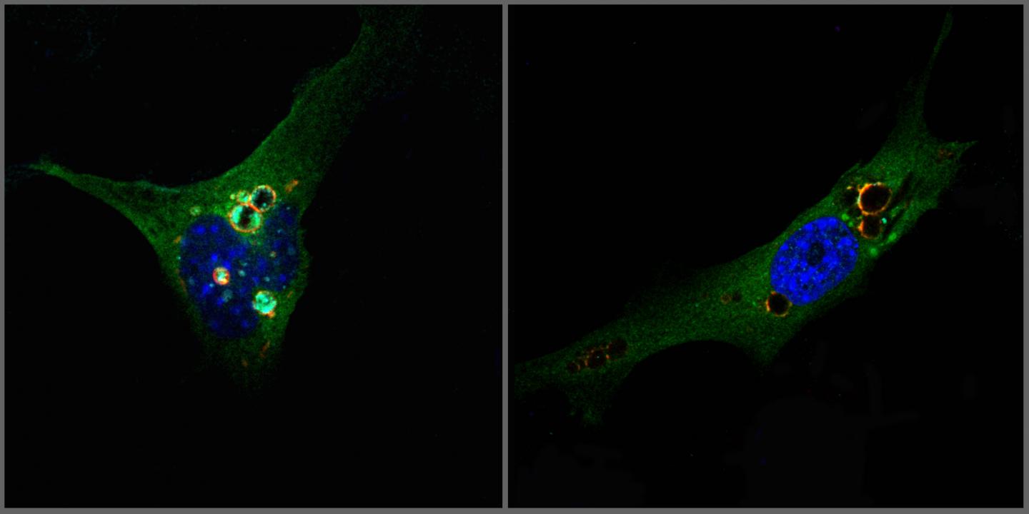 Mouse Cells [IMAGE] | EurekAlert! Science News Releases