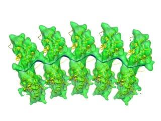 How a Bullet-Shaped Virus Assembles (2 of 5) | EurekAlert!