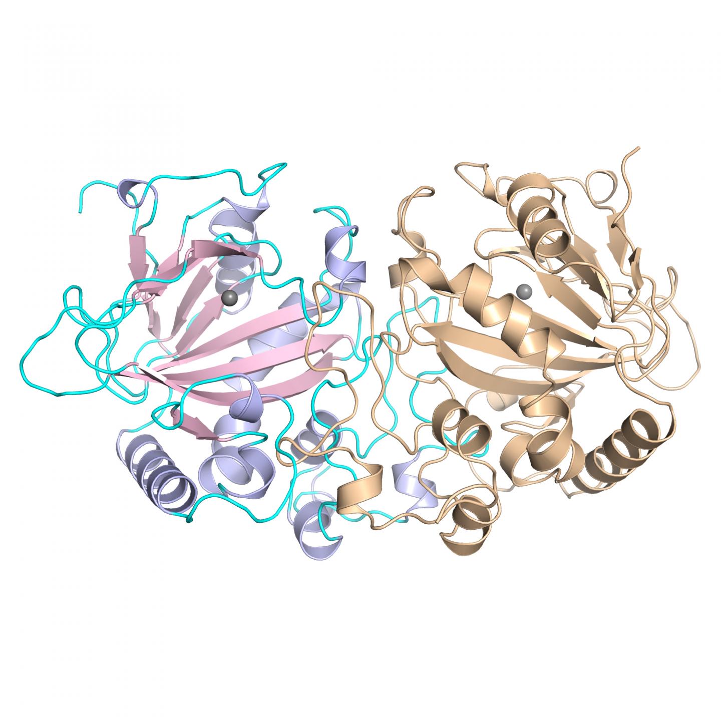 Structure of FtmOx1 Enzyme [IMAGE] | EurekAlert! Science News Releases