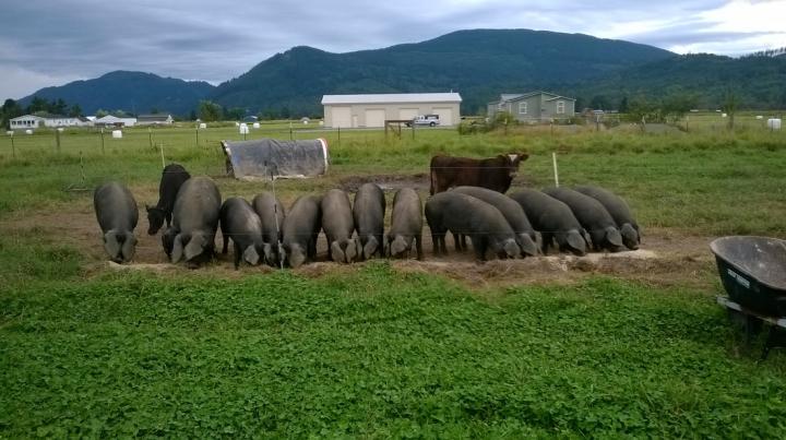 Washington Farm [IMAGE] | EurekAlert! Science News Releases