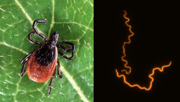 Deer Tick and Lyme Disease Bac [IMAGE] | EurekAlert! Science News Releases
