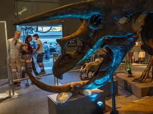 Interactive museum exhibit shows how paleonto | EurekAlert!