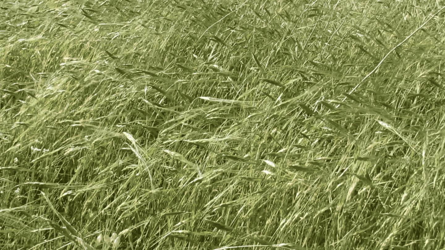 How Humans Transformed Wild Wheat into its Mo | EurekAlert!