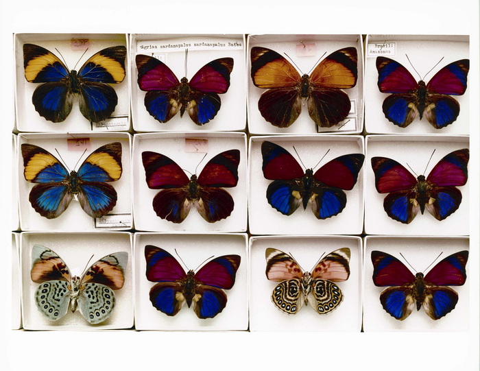 Butterflies, American Museum o [IMAGE] | EurekAlert! Science News Releases