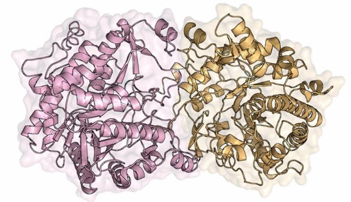 Key enzyme for production of second-generatio | EurekAlert!