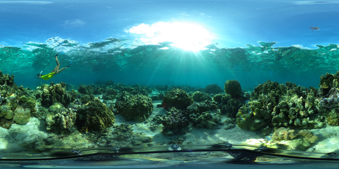 “Taste” and “smell” of coral reefs provide in | EurekAlert!