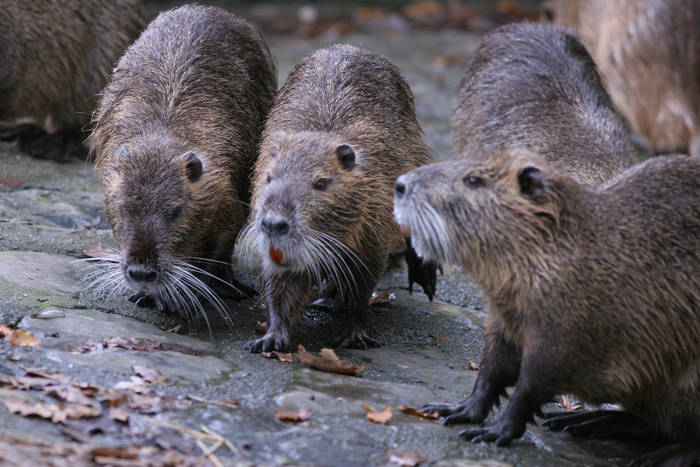 Coypu [IMAGE] | EurekAlert! Science News Releases