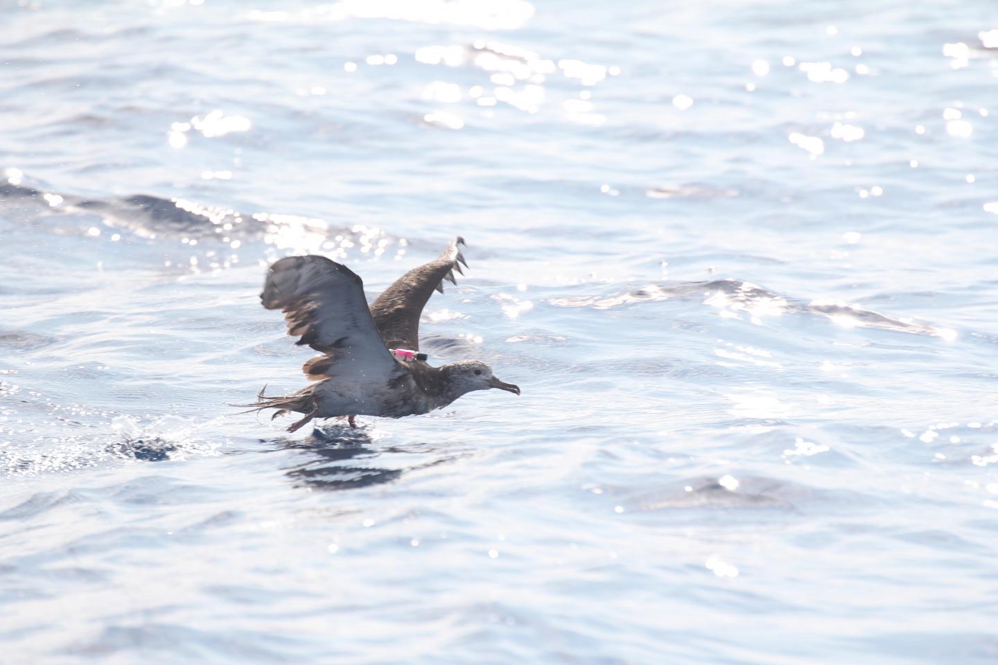 An 'Internal GPS' Helps Seabirds Find Home (3 | EurekAlert!