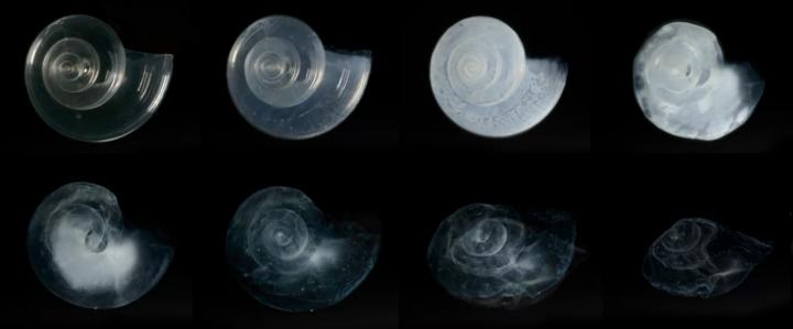 The Pteropod [IMAGE] | EurekAlert! Science News Releases