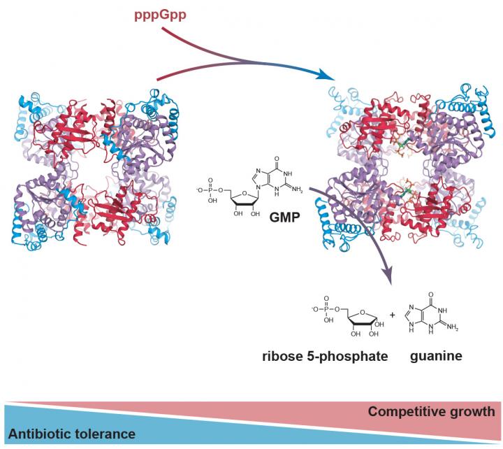The Enzyme PpnN Binds pppGpp [IMAGE] | EurekAlert! Science News Releases