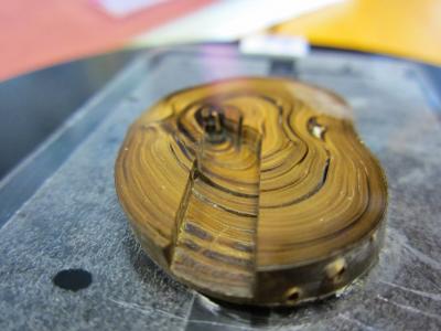 Coral Section Showing Layers [IMAGE] | EurekAlert! Science News Releases