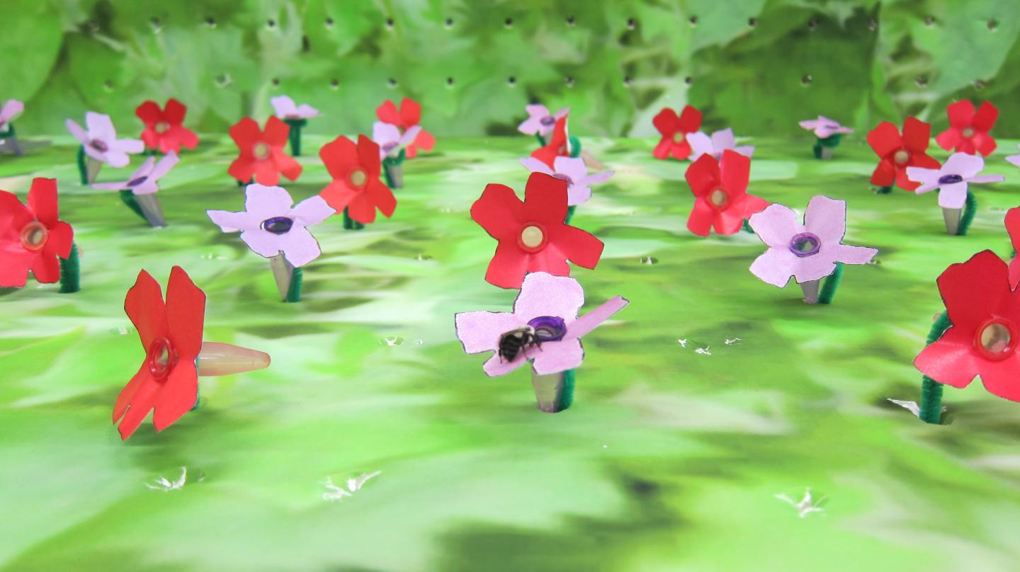 Studying Bee Cognition in the [IMAGE] | EurekAlert! Science News Releases