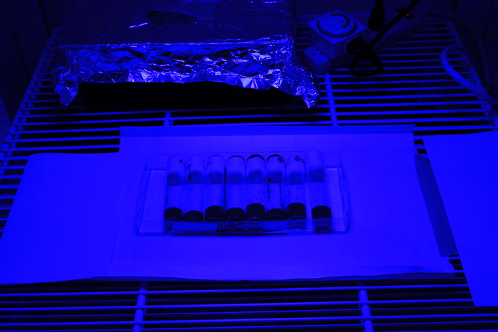 Harm from blue light exposure increases with | EurekAlert!