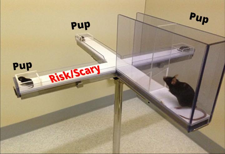 Elevated pup retrieval [IMAGE] | EurekAlert! Science News Releases
