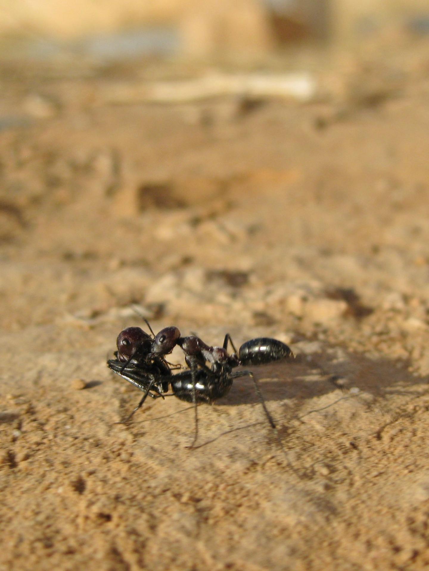 Ants Have Dual Navigation Systems (2 of 9) | EurekAlert!
