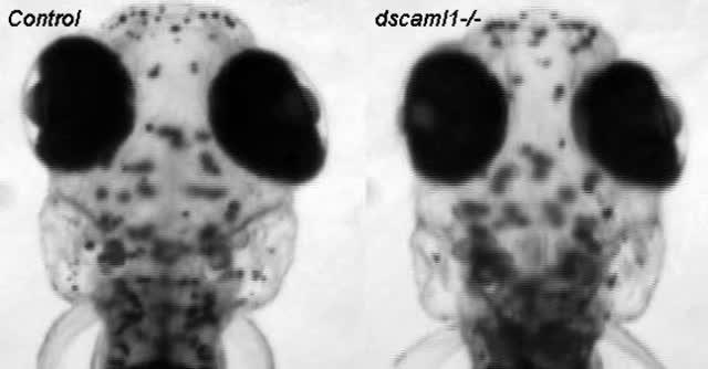 Zebrafish study reveals developmental mechani | EurekAlert!