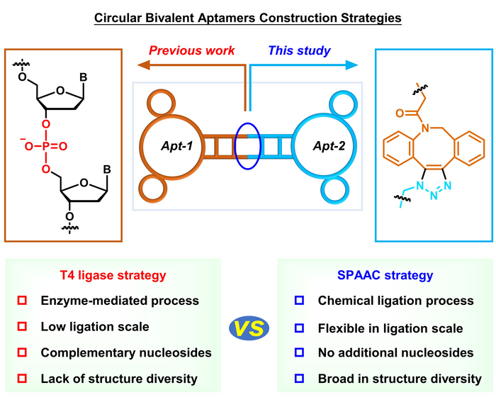 General method for circular bivalent function | EurekAlert!