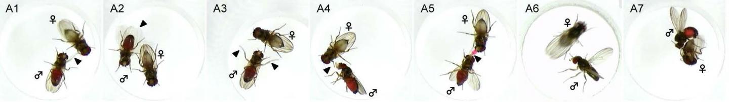 Fruit Fly Mating [IMAGE] | EurekAlert! Science News Releases
